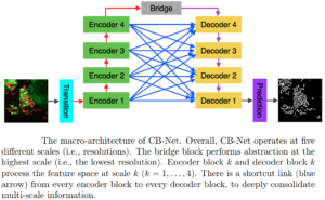 Deep Learning in Brain Imaging - Medical Image Analysis by RSIP Vision