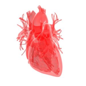 Cardiology Archives - RSIP Vision